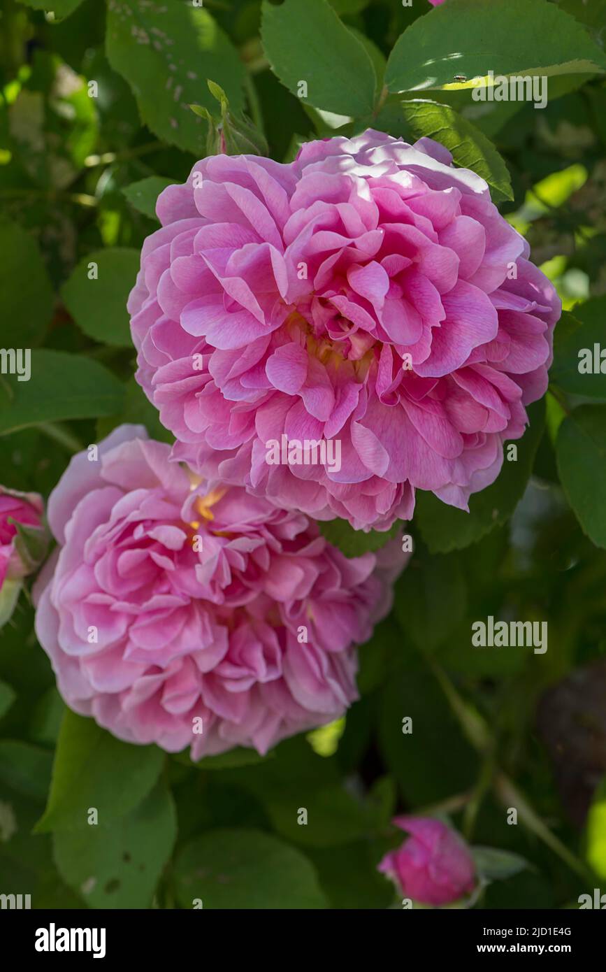 Shrub rose rosa germany hi-res stock photography and images - Alamy