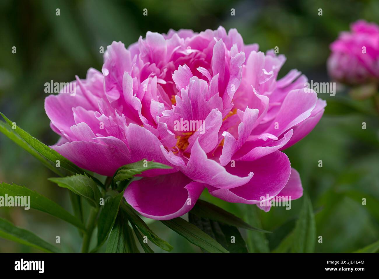 Flower of a peony (Peonia), Bavaria, Germany Stock Photo - Alamy