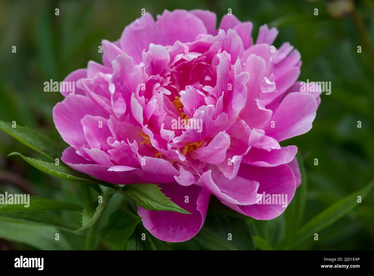 Flower of a peony (Peonia), Bavaria, Germany Stock Photo - Alamy