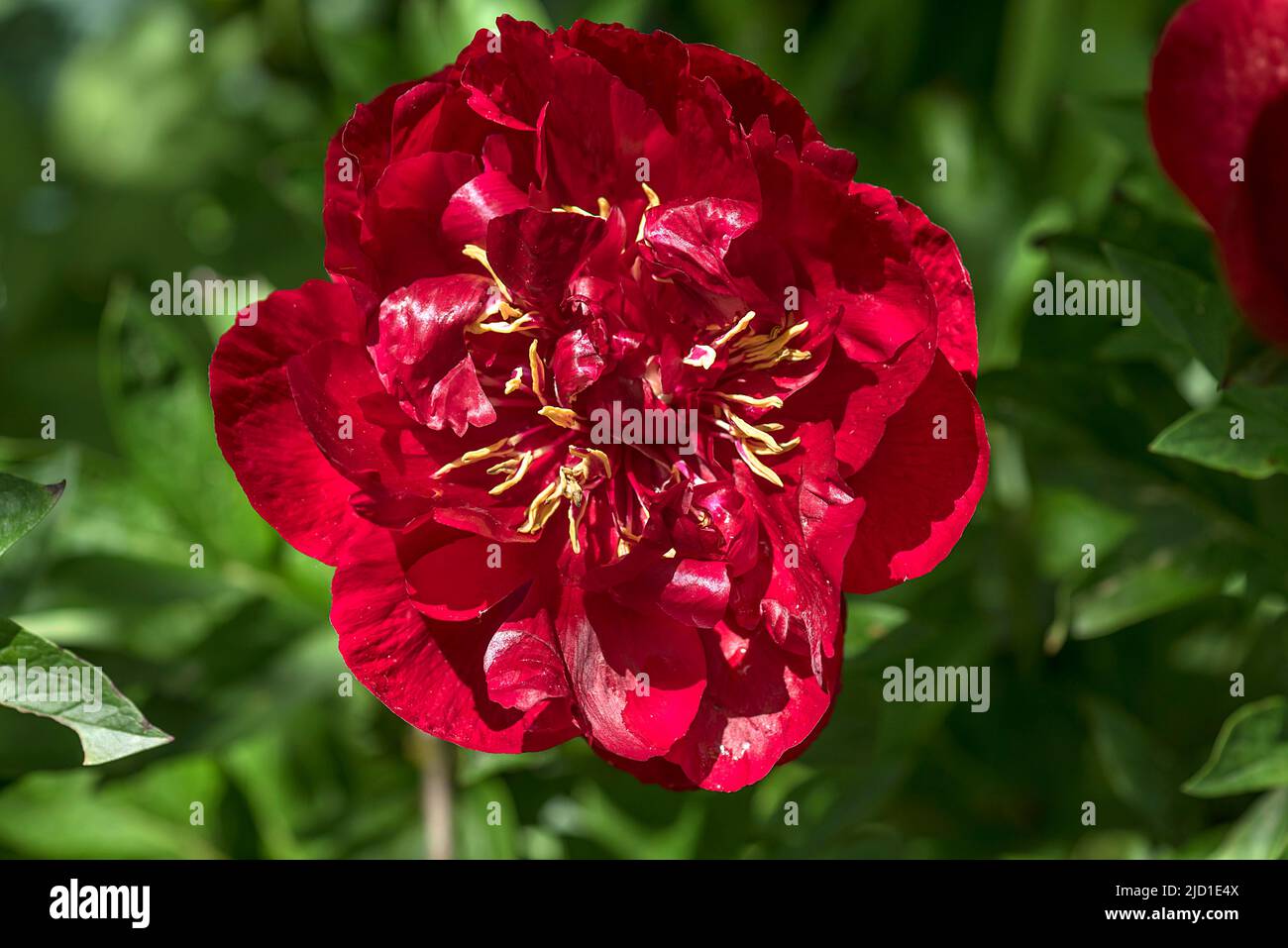 Red peony flower paeonia officinalis hi-res stock photography and ...