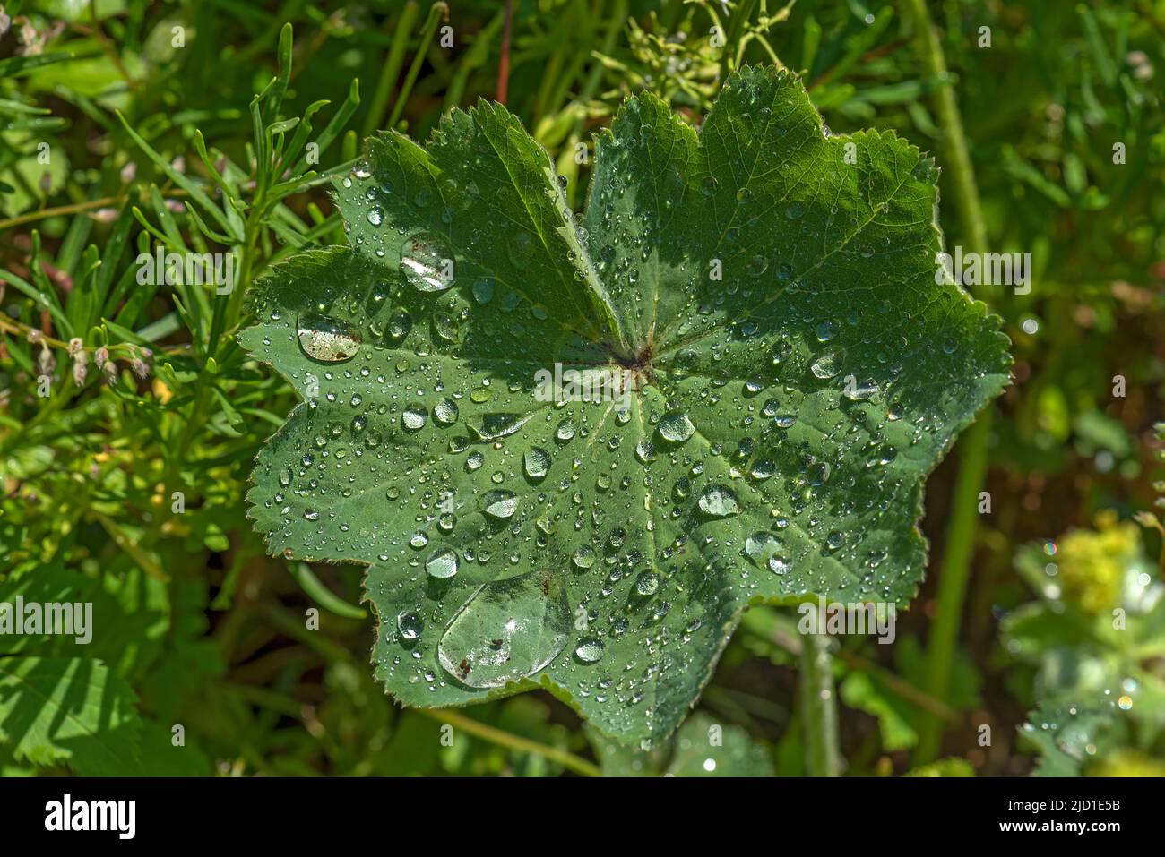 Sheet from Lady's mantle (Alchemilla) with raindrops, Bavaria, Germany ...
