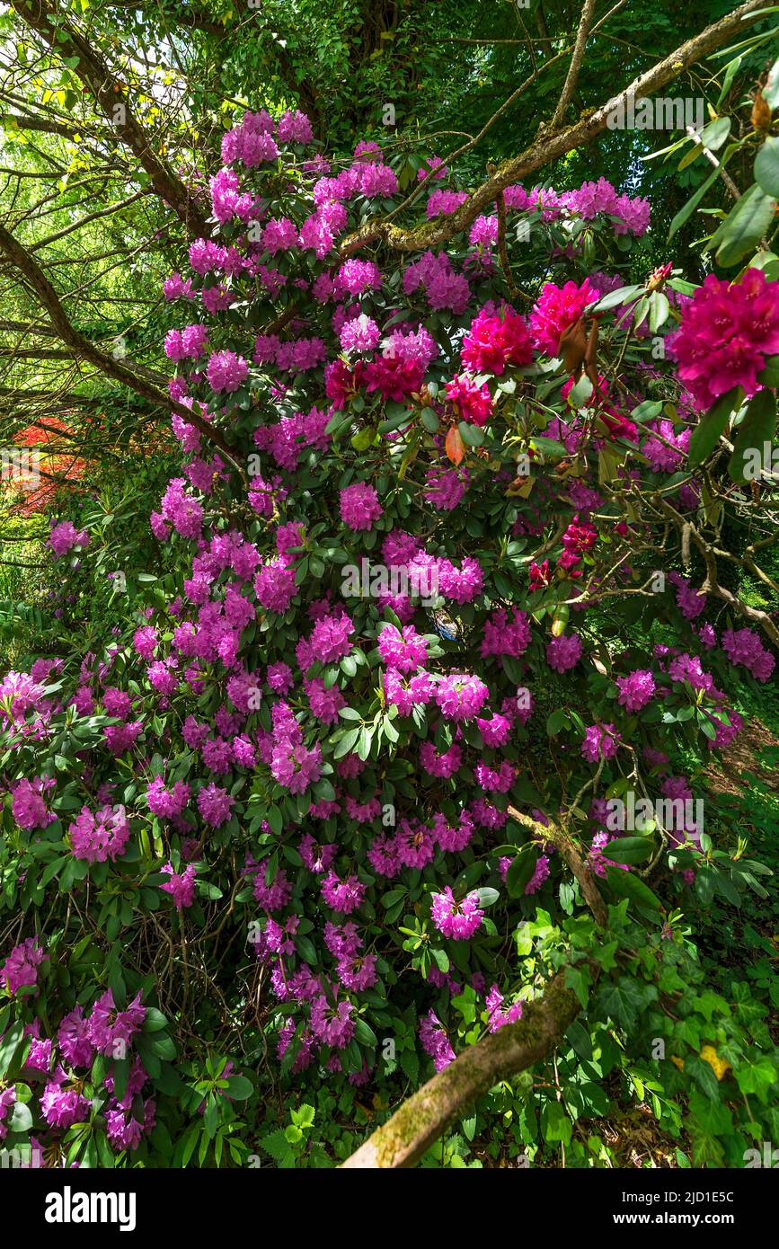 Flowering rhododendrons (Rhododendron) in the forest, Dennenlohe Castle ...
