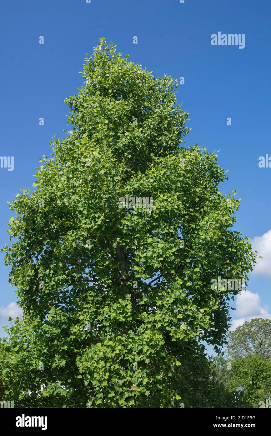 Flowering tulip tree (Liriodendron tulipifera), Franconia, Bavaria ...
