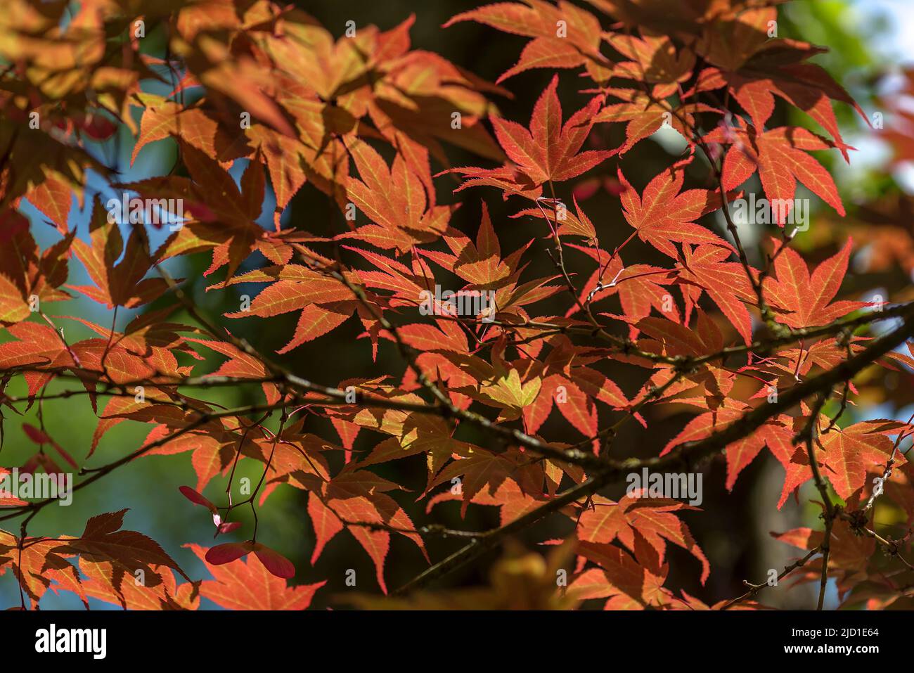 Glowing leaves of the smooth japanese maple (Acer palmatum), palace ...
