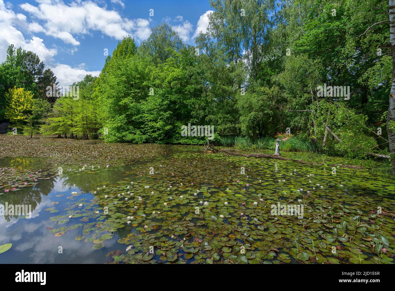 Water Lily Pond in Dennenlohe Castle Park, Middle Franconia, Bavaria ...