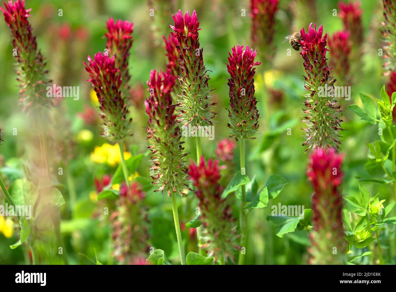 German clover hi-res stock photography and images - Alamy