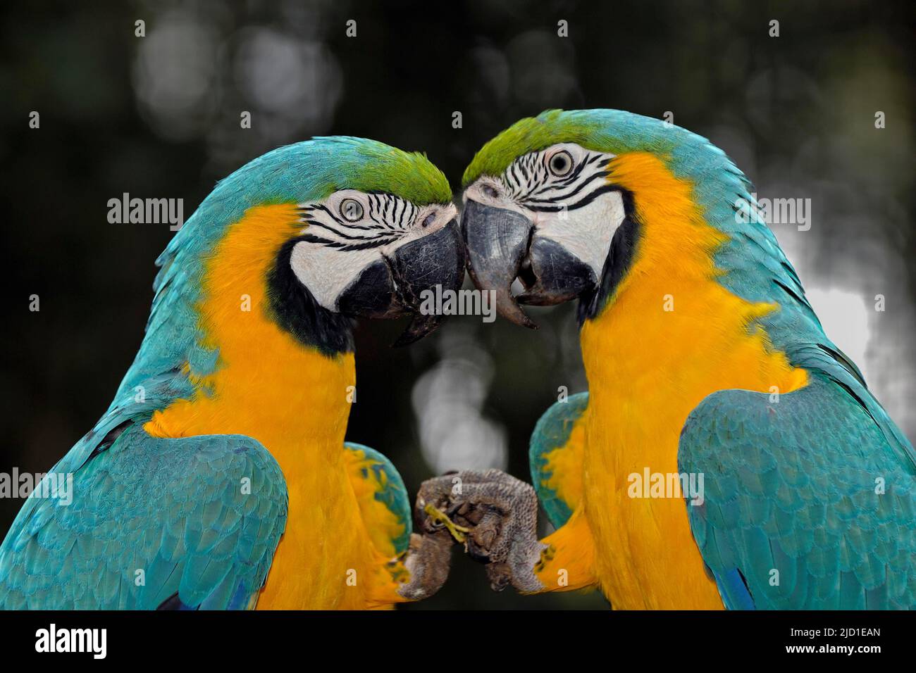 Blue and yellow macaw ara ararauna pair hi-res stock photography and images - Alamy