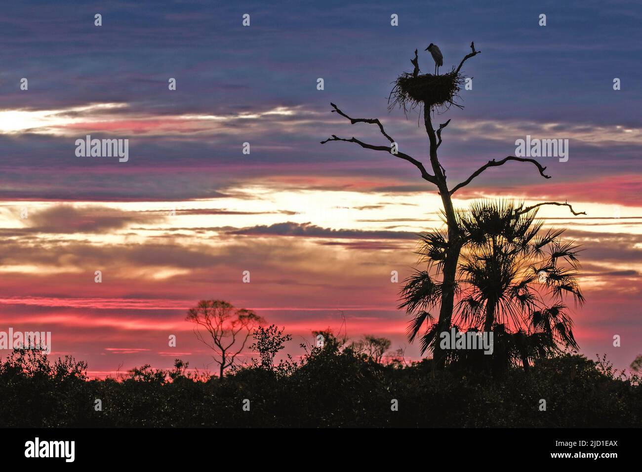 Sunrise with nest of a Jabiru (Jabiru mycteria) Pantanal, Brazil Stock ...