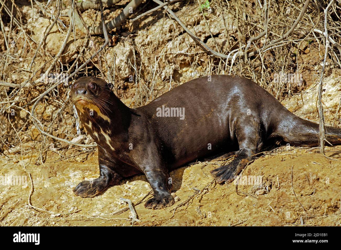 Giant otter (Pteronula brasiliensis), Pantanal, Brazil Stock Photo - Alamy