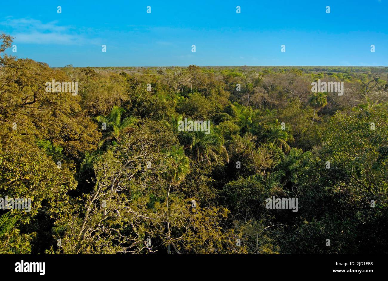 Early morning landscape, Pantanal, Brazil Stock Photo - Alamy