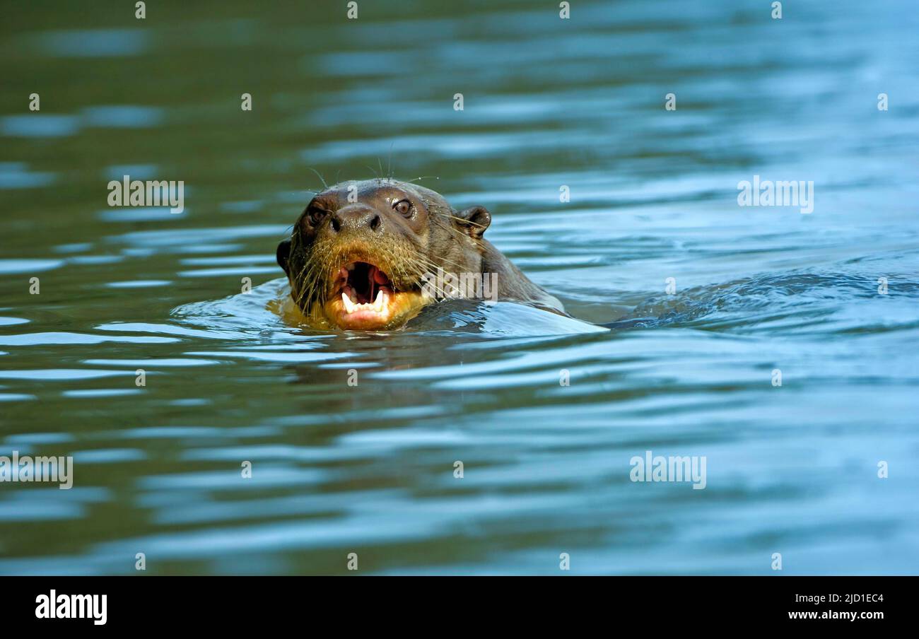 Giant otter (Pteronula brasiliensis), Pantanal, Brazil Stock Photo - Alamy