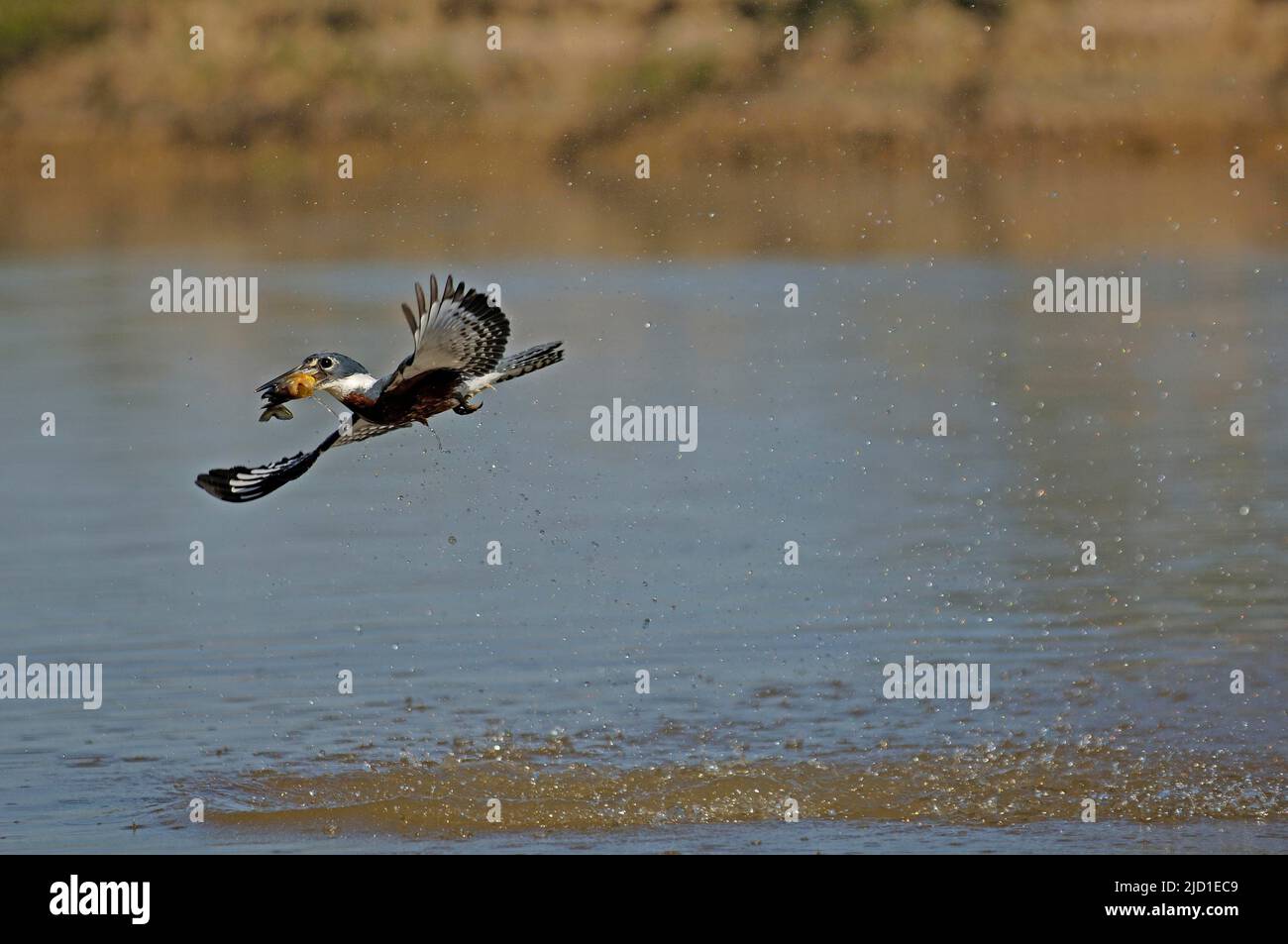 Red-breasted fisher (Ceryle torquata) with captured fish, Pantanal ...