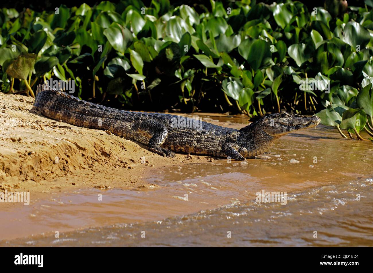 Caiman, Spectacled Caiman (Caiman crocodylus yacare), Pantanal, Brazil ...