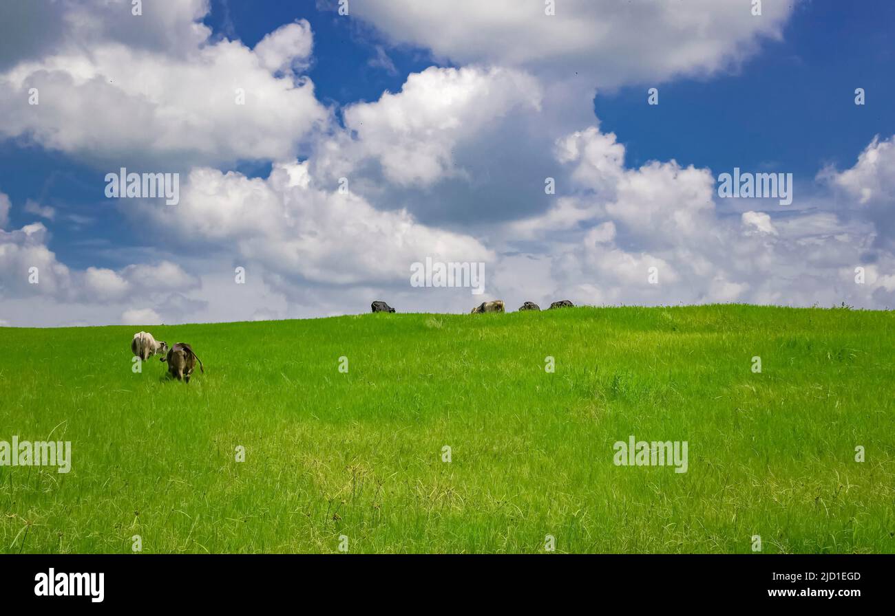 Cows in the field eating grass, photo of several cows in a green field ...