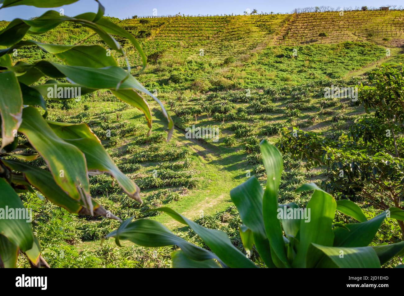 View Of A Pitahaya Plantation Pitahaya Cultivation With Blue Sky Pitahaya Plot Aerial View