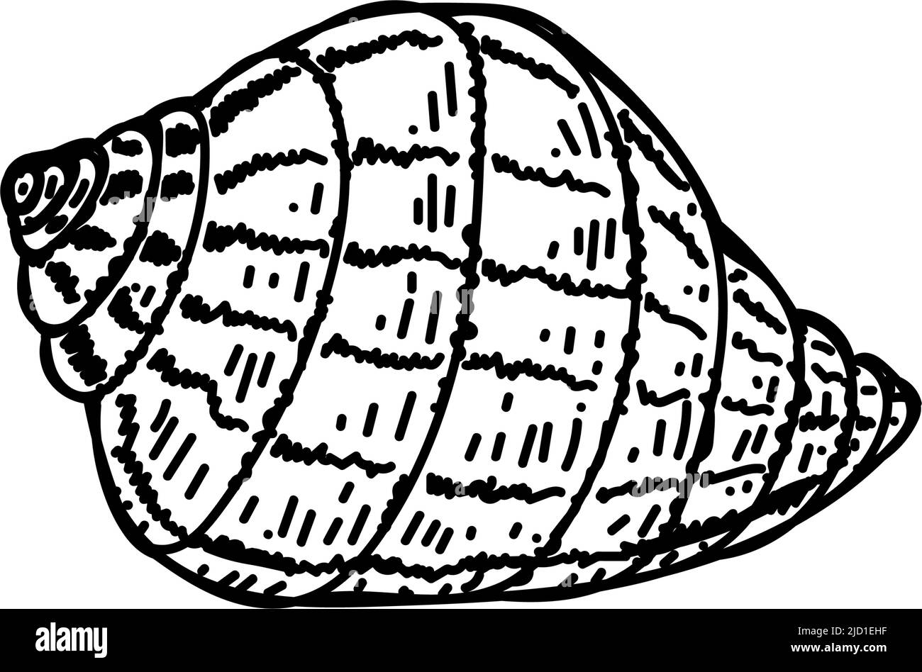 Sea shell, hand-drawn in sketch style. Decor element. White background ...