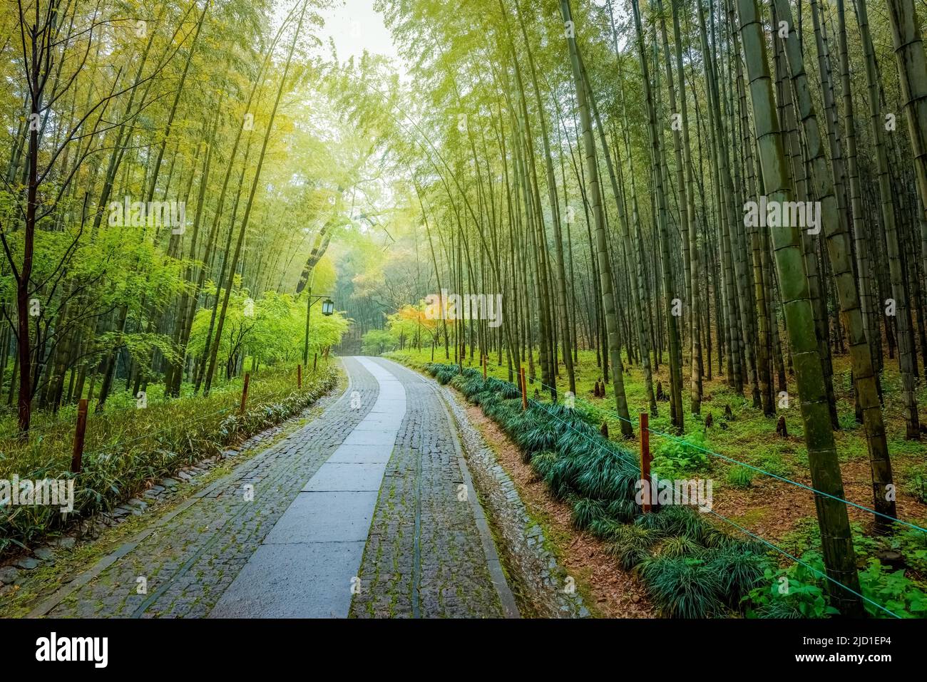 Bamboo Forest Path