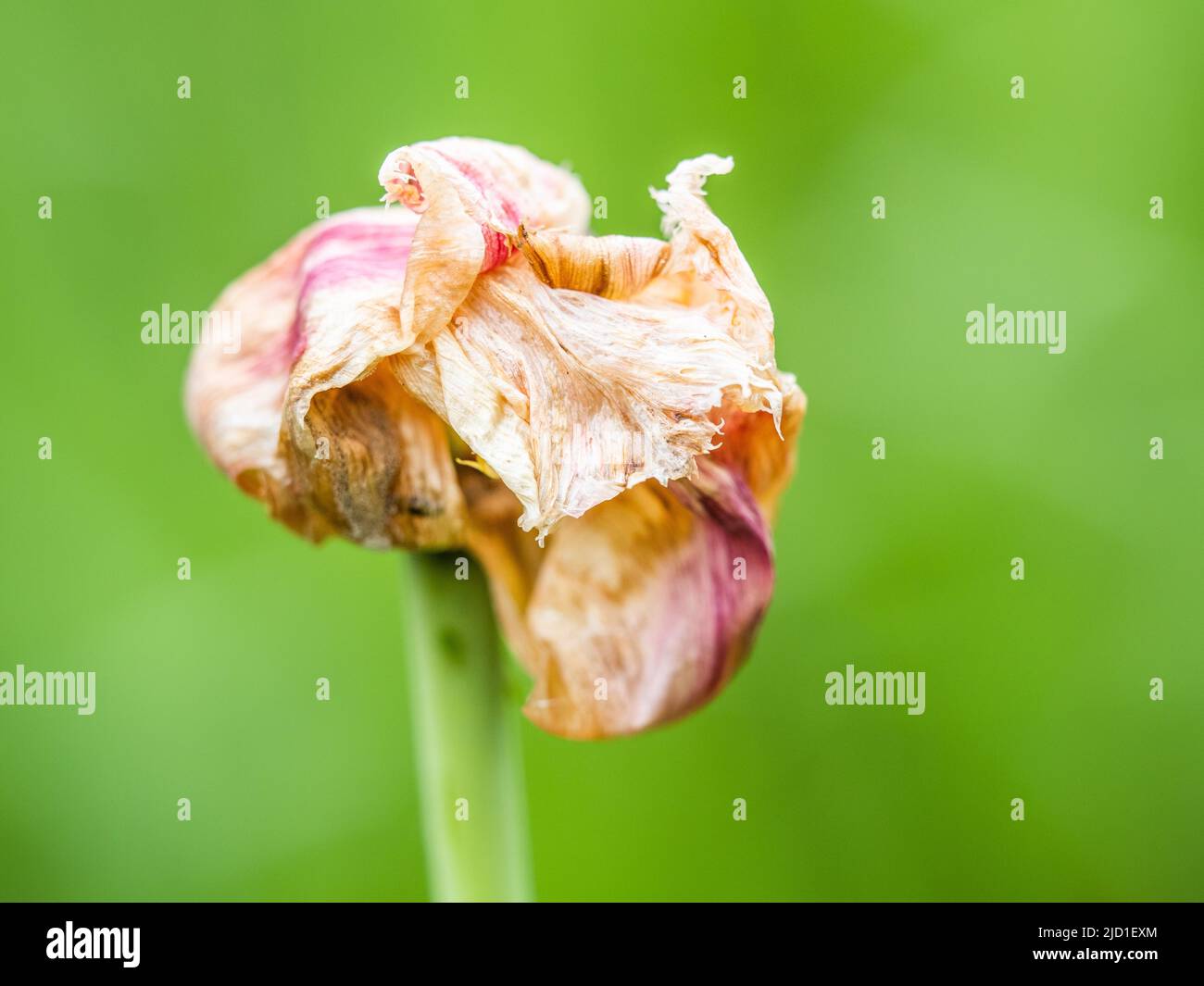 Faded tulip flower hi-res stock photography and images - Alamy