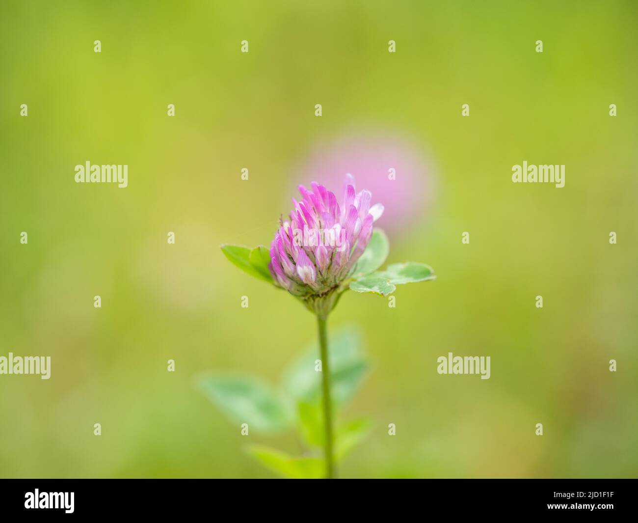 Clover village hi-res stock photography and images - Alamy