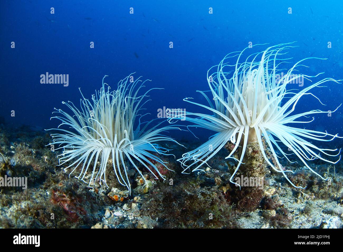 Anemone tube (Cerianthus membranaceus) in the sea bottom Stock Photo ...