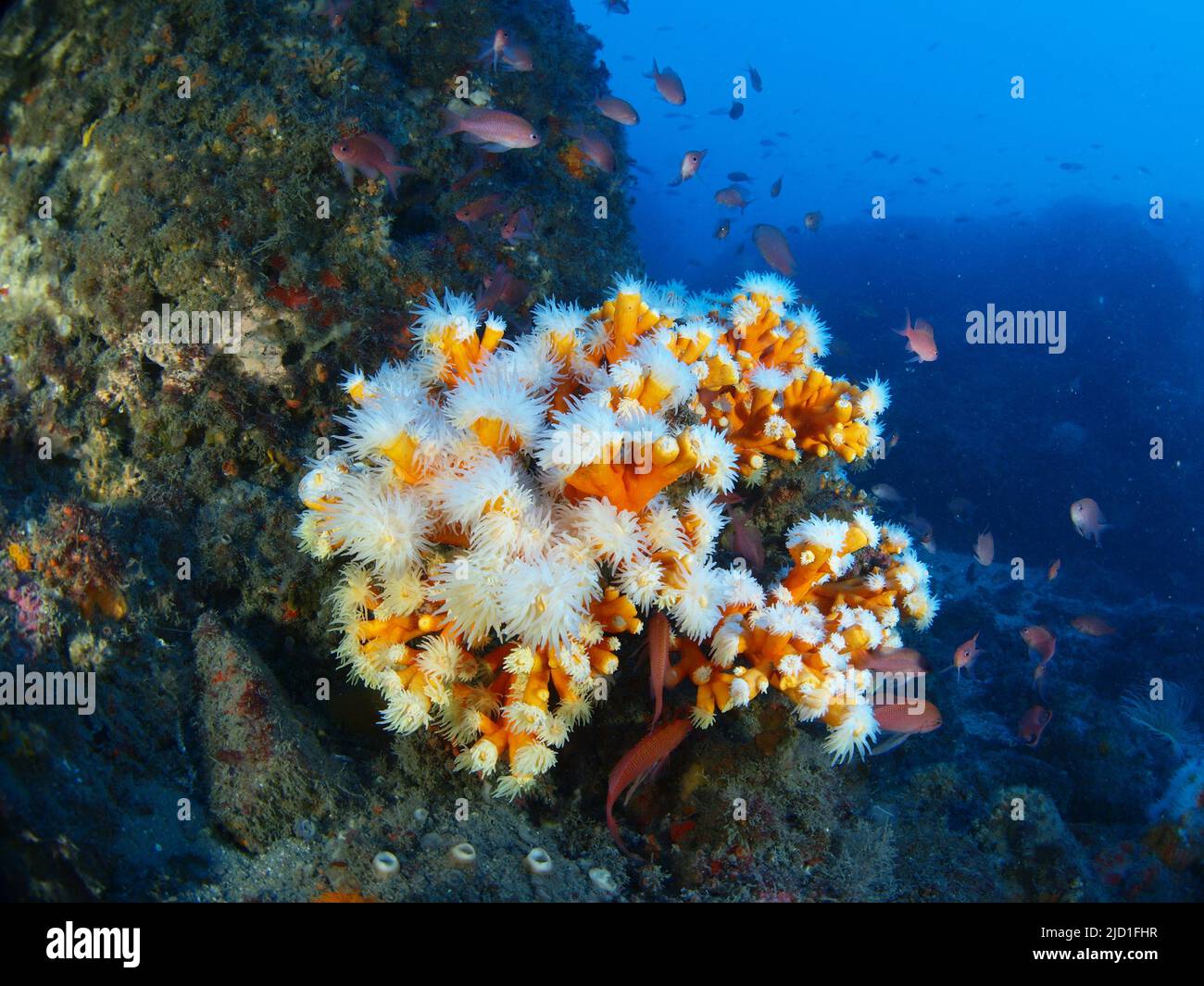 Orange Coral colony (Dendrophyllia ramea) in the Mediterranean sea ...