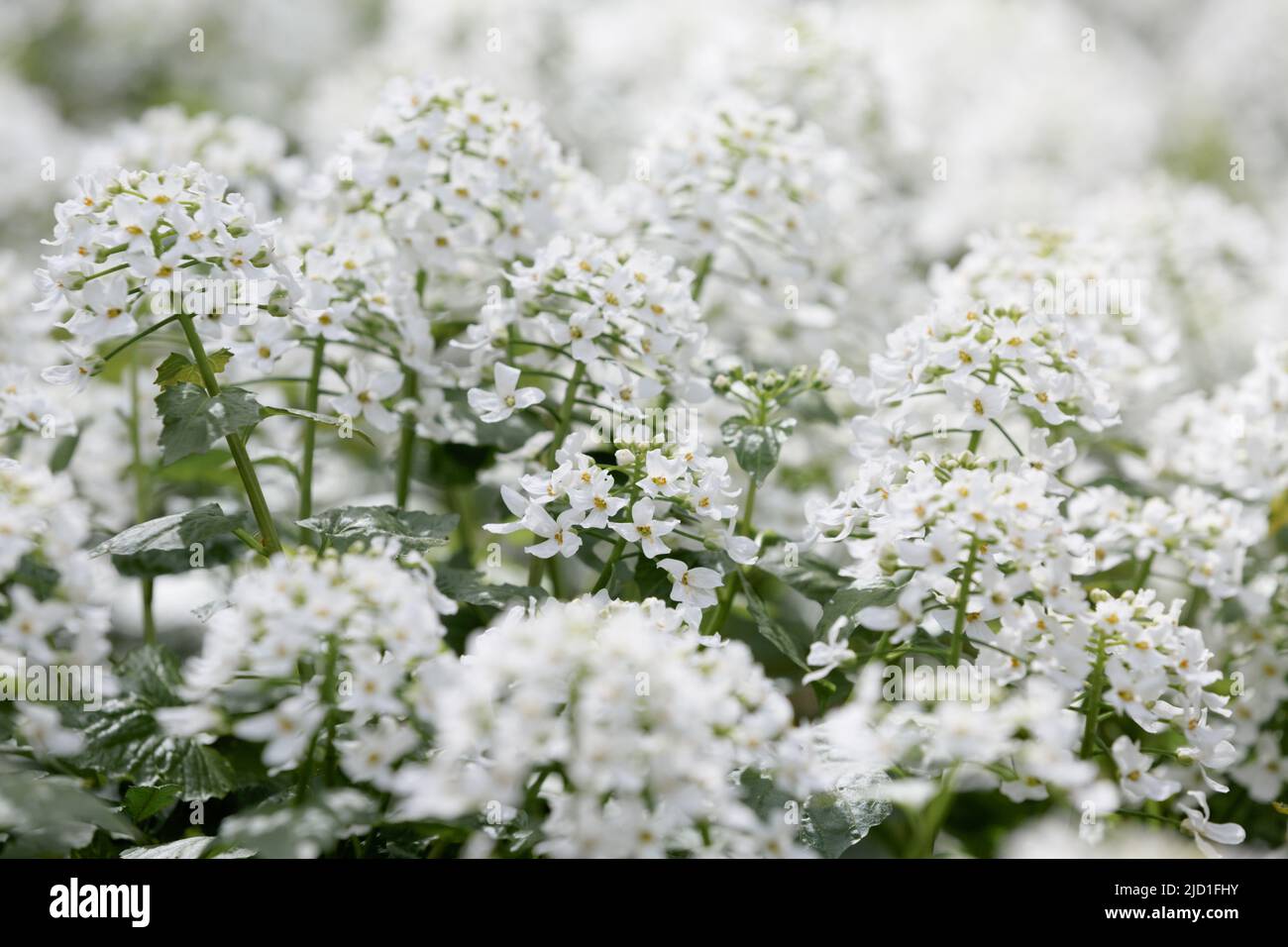 Arabis alpina snowcap hi-res stock photography and images - Alamy