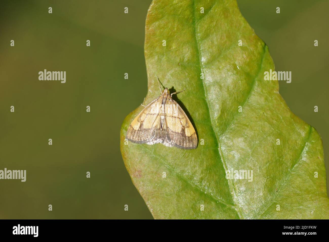 Evergestis limbata is a species of moth of the grass moth family ...