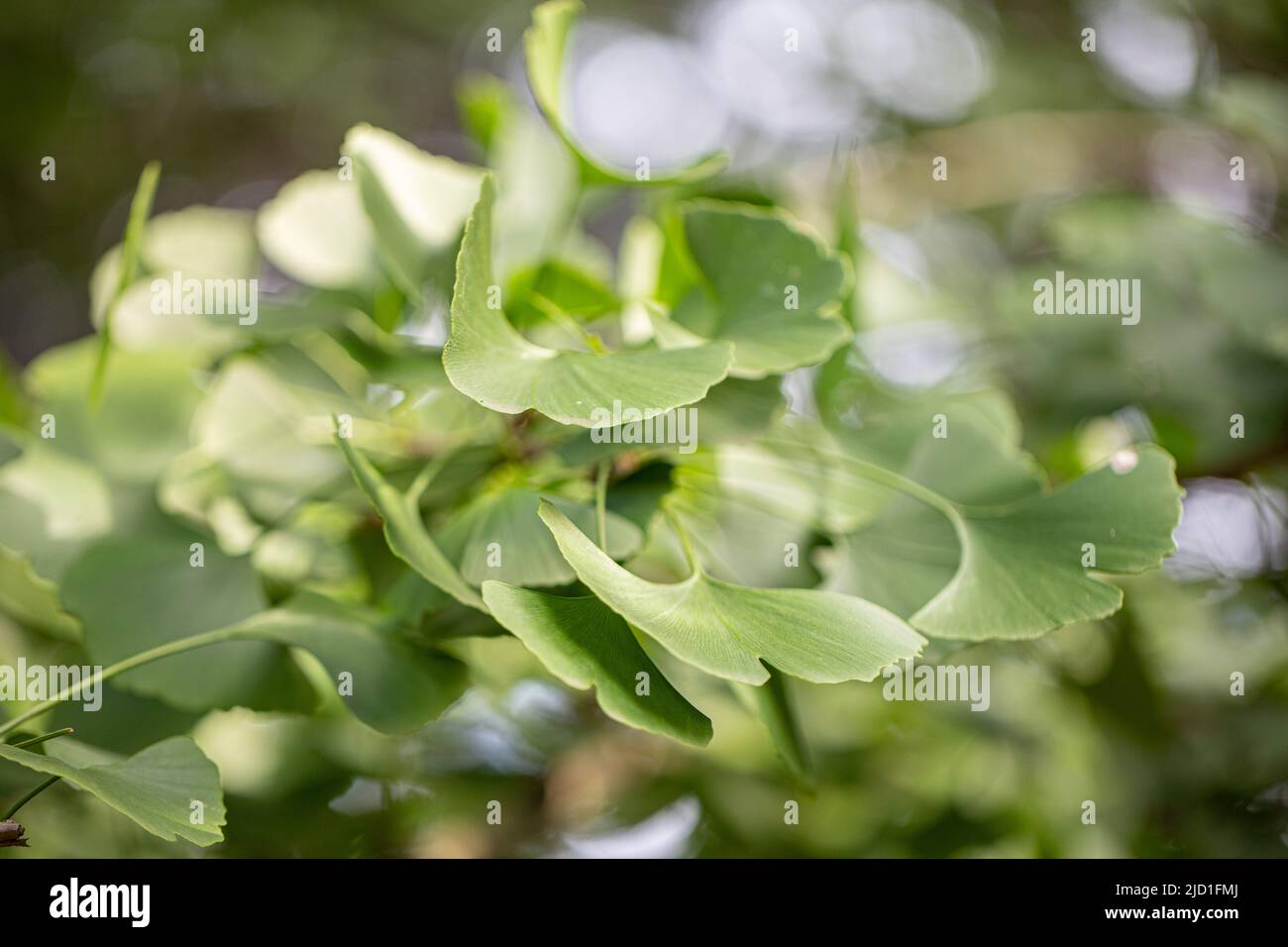 Outdoor Japanese ginkgo biloba leaves, Closeup Stock Photo - Alamy