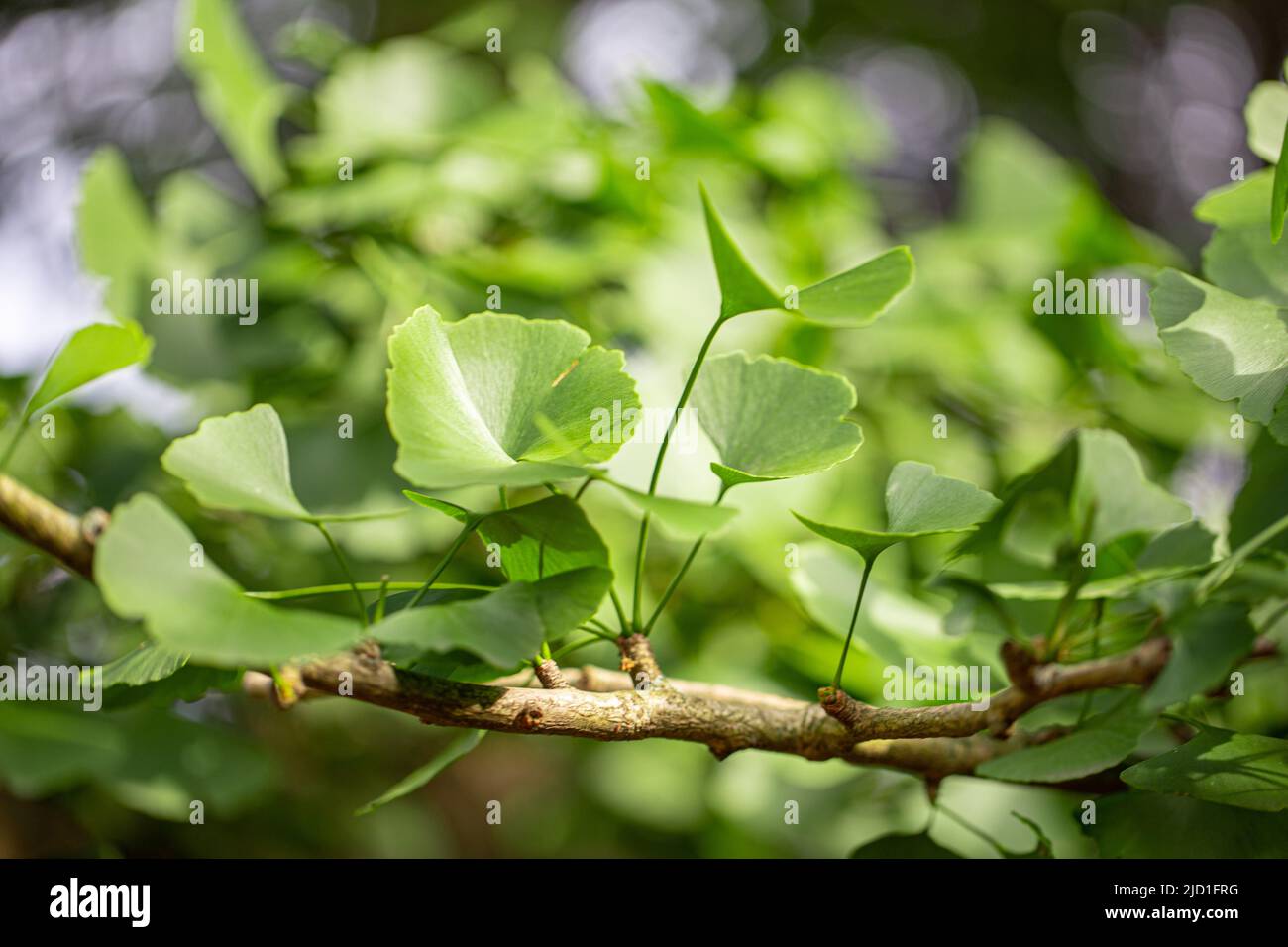 Outdoor Japanese ginkgo biloba leaves, Closeup Stock Photo - Alamy