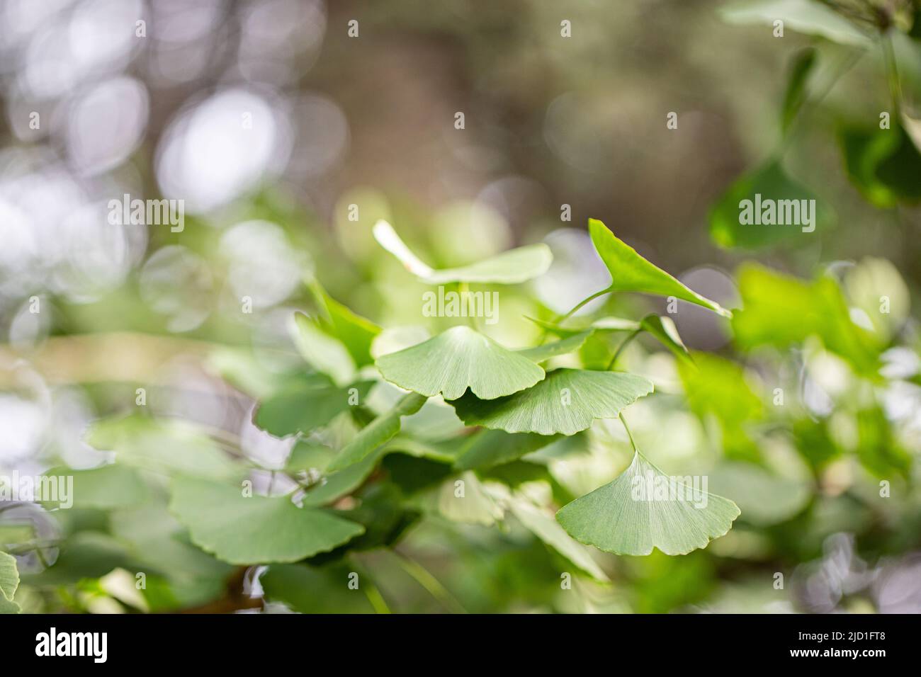 Outdoor Japanese ginkgo biloba leaves, Closeup Stock Photo - Alamy