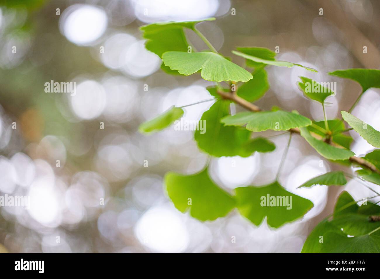 Close up of green japanese ginkgo leaves in summer Stock Photo - Alamy