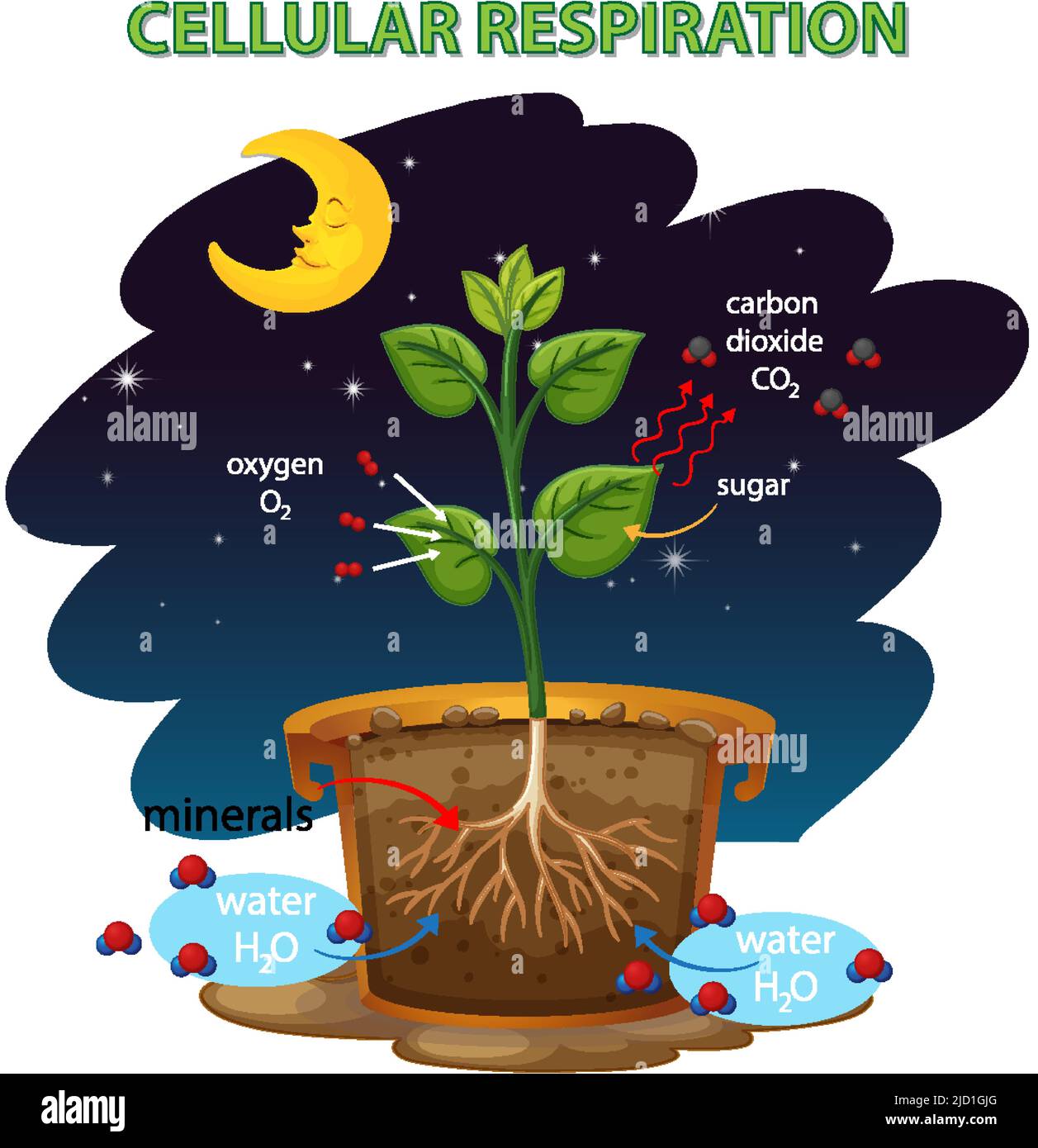 Diagram showing cellular respiration illustration Stock Vector Image ...