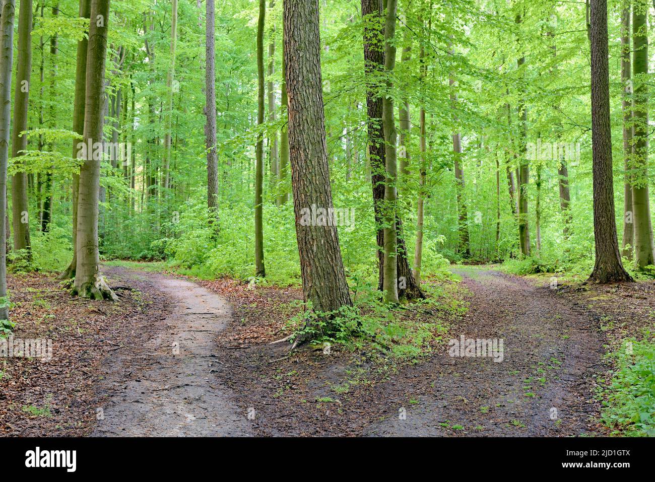 Deciduous forest in spring, hiking trail fork, North Rhine-Westphalia ...