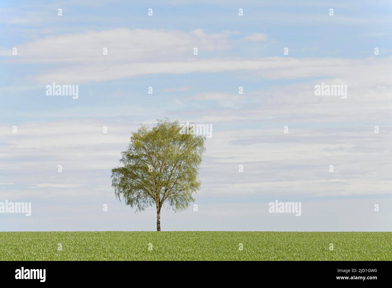 Birch (Betula), solitary tree in a grain field, blue cloudy sky, North ...