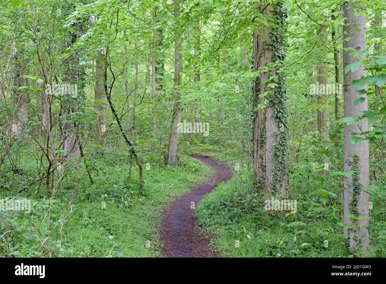 Hiking trail leads through a dense deciduous forest in spring, North ...