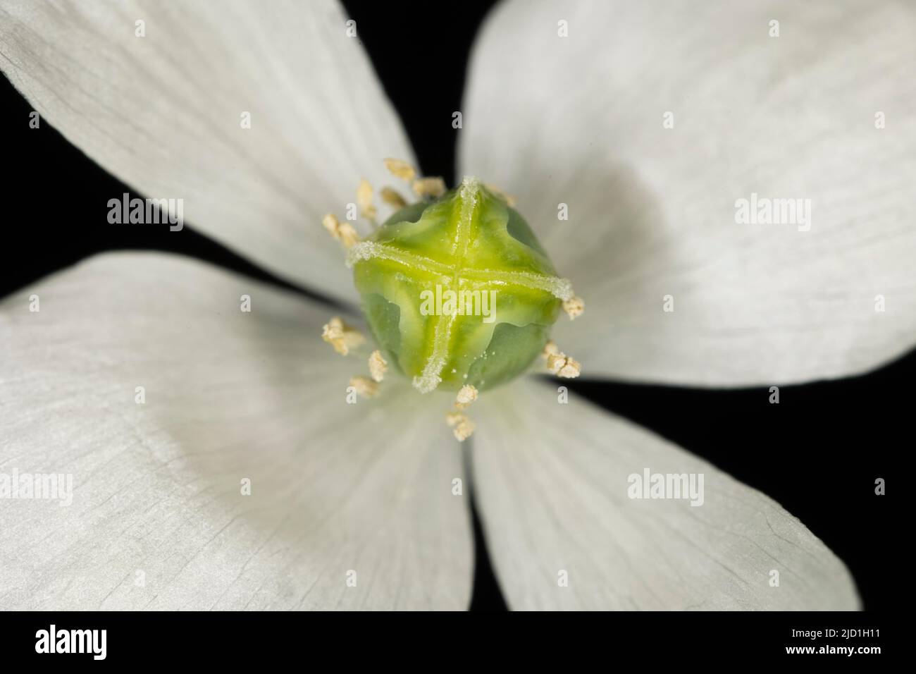 White opium poppy (Papaver somniferum), Muehlviertel region, Upper ...