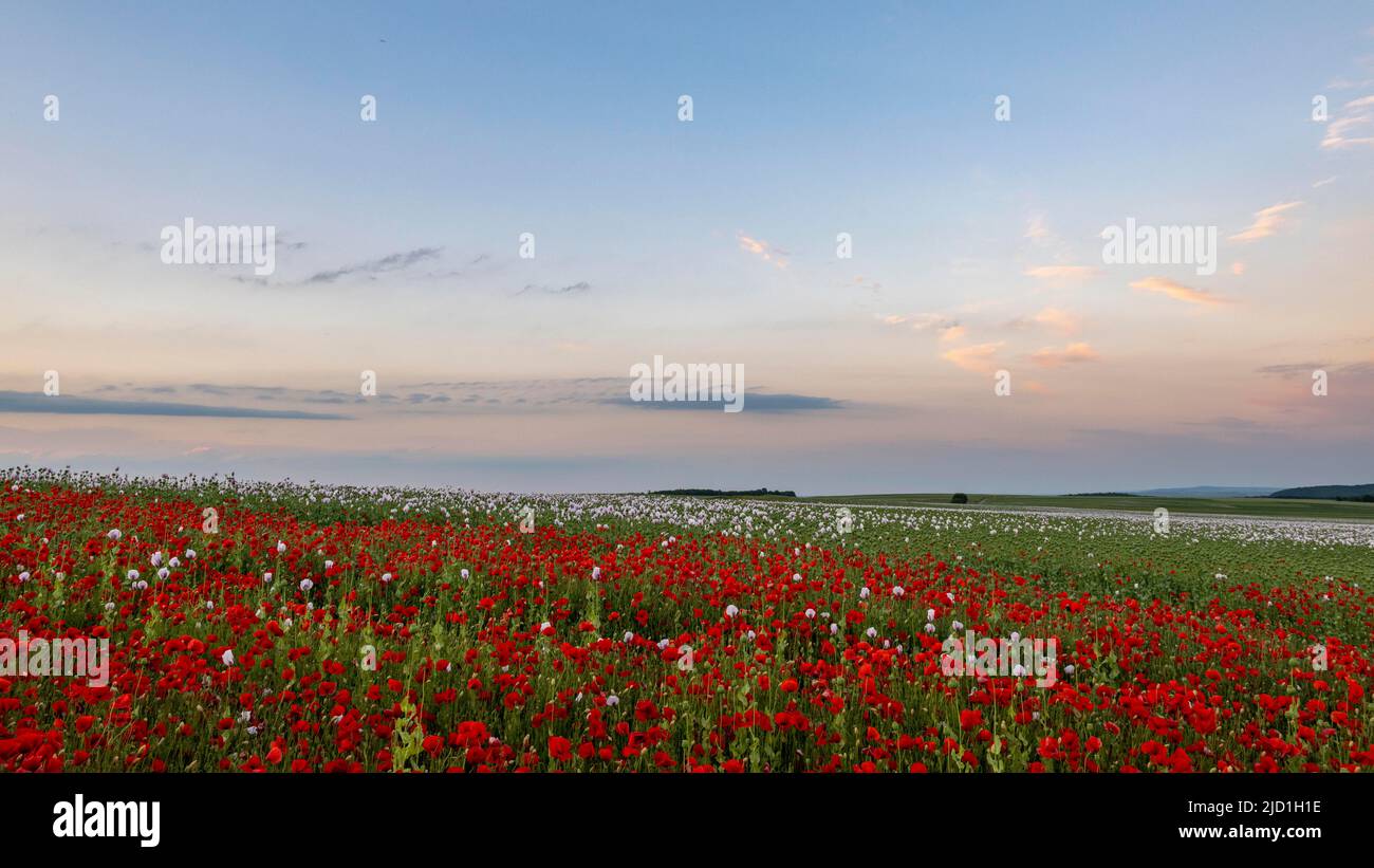 Field with Waldviertel grey poppy, opium poppy (Papaver somniferum ...