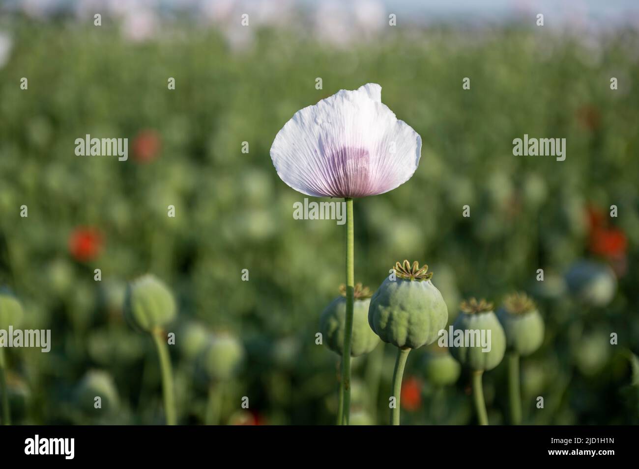 Field with Waldviertel grey poppy, opium poppy (Papaver somniferum ...