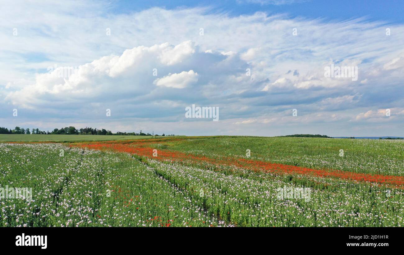 Field with Waldviertel grey poppy, opium poppy (Papaver somniferum ...