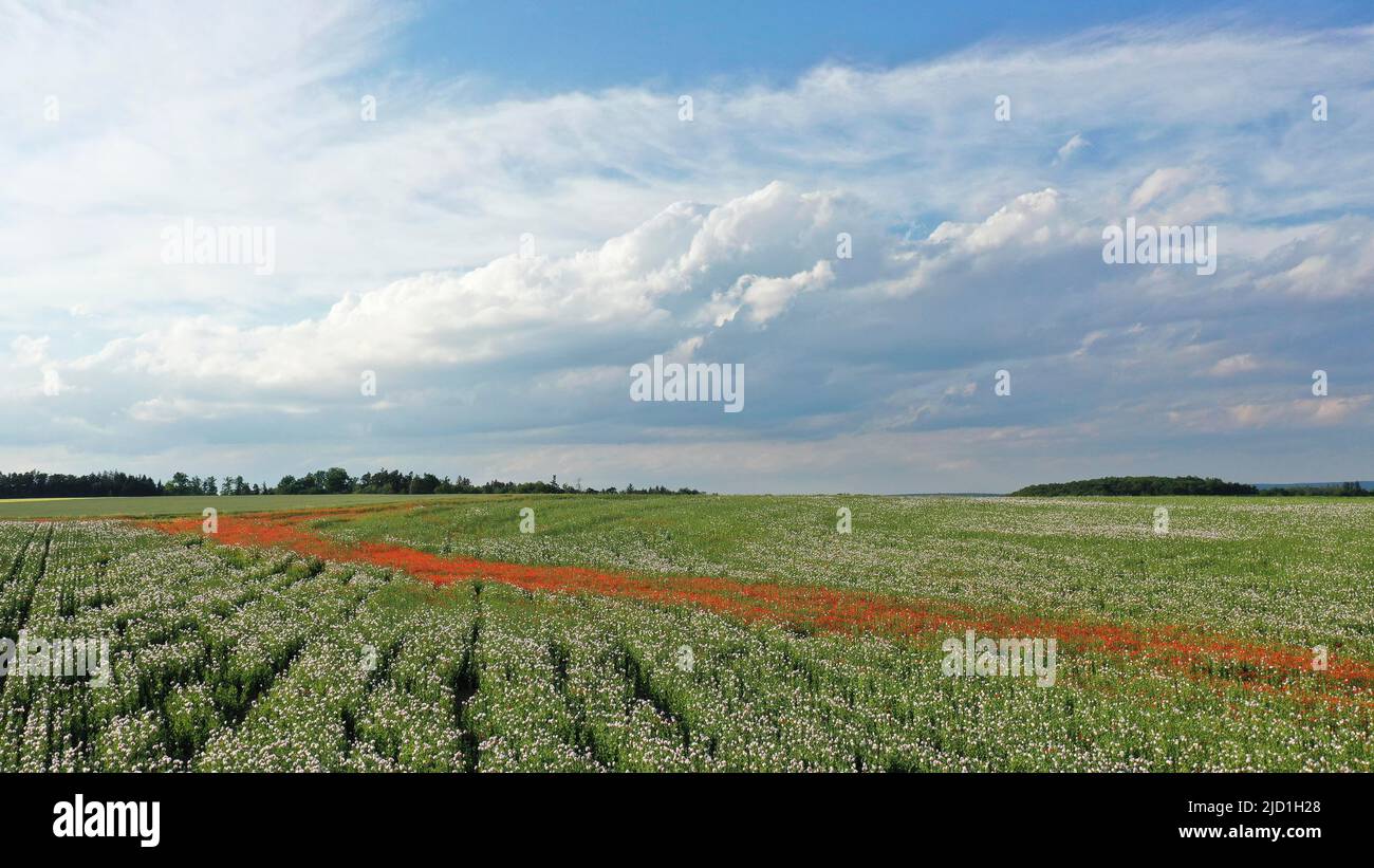 Field with Waldviertel grey poppy, opium poppy (Papaver somniferum ...