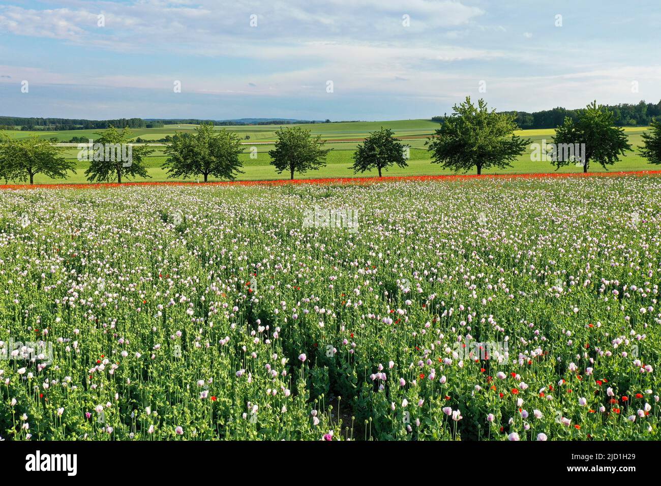 Field with Waldviertel grey poppy, opium poppy (Papaver somniferum ...