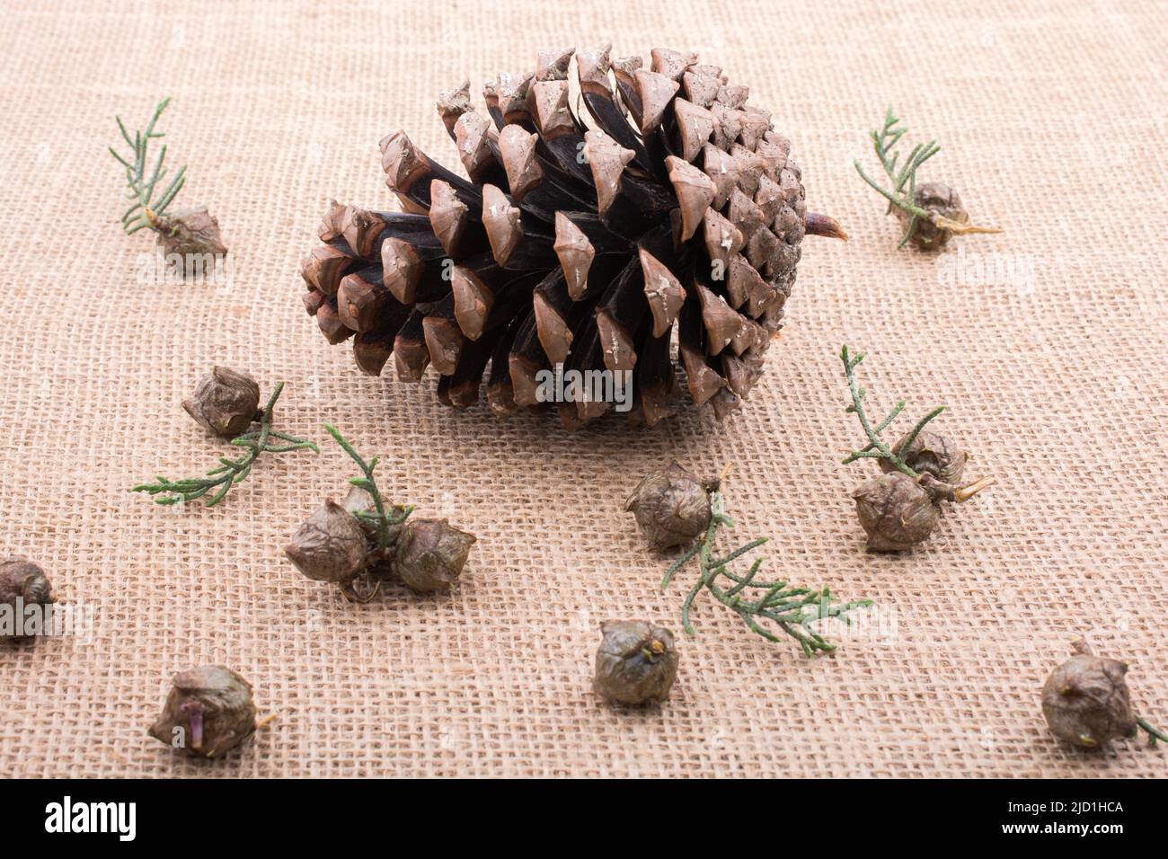 Plant pods, capsules and pine cones on canvas background Stock Photo ...