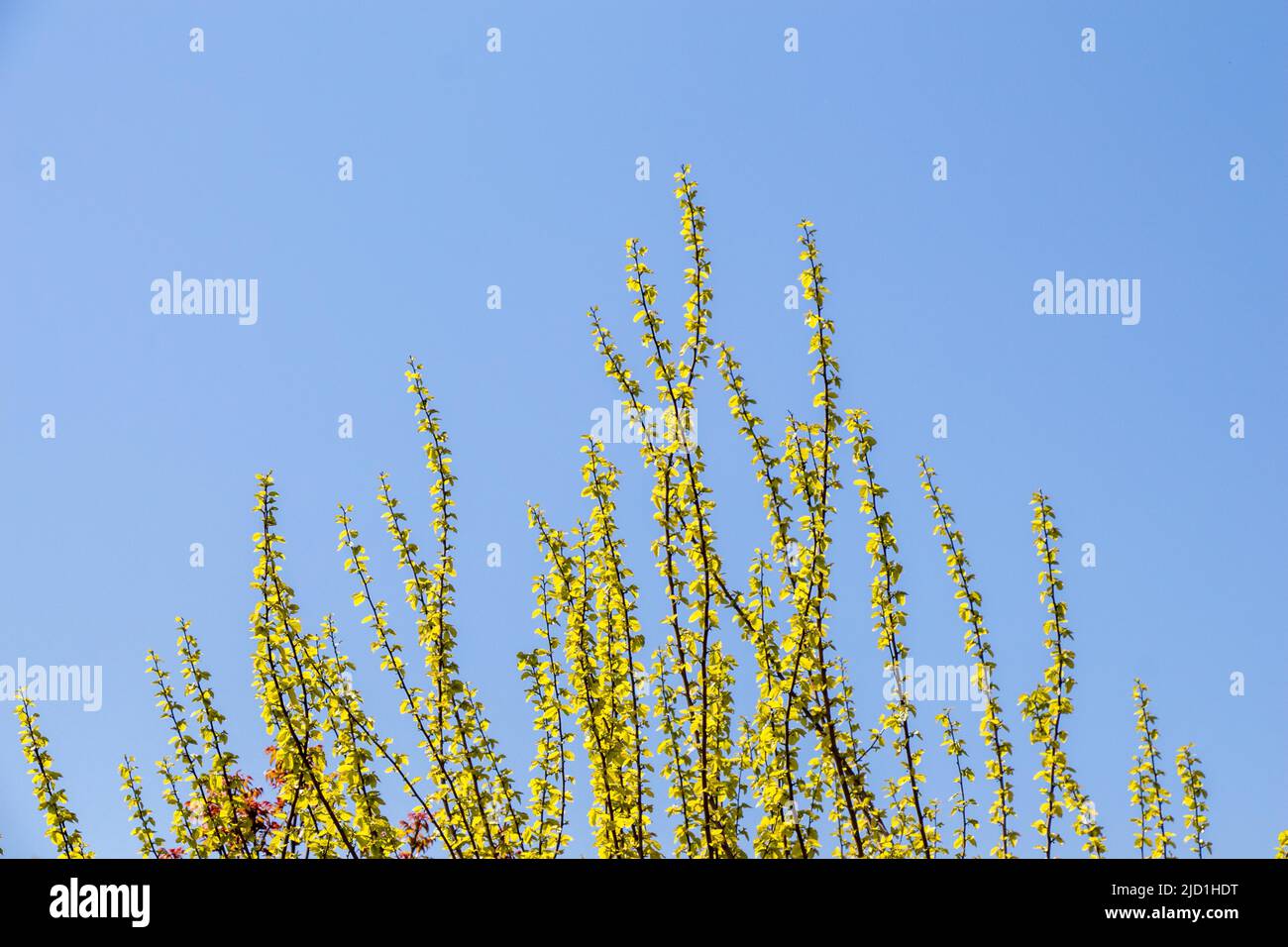 Green leaves of the spring season Stock Photo - Alamy