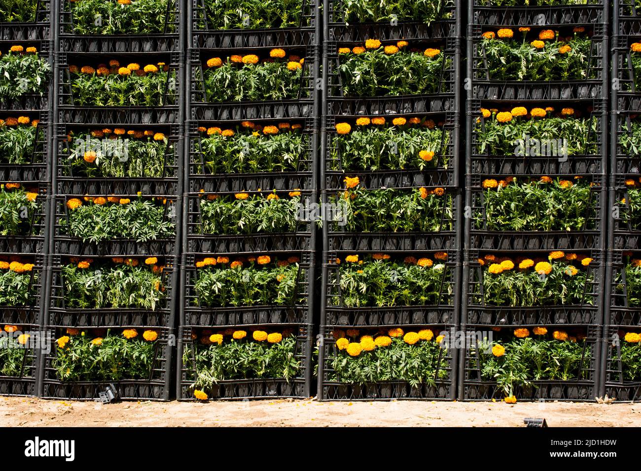Load of flowers hi-res stock photography and images - Alamy