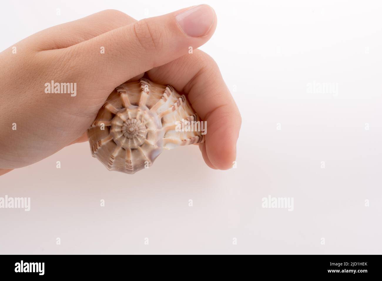 Hand holding Beautiful sea shell on a white background Stock Photo - Alamy