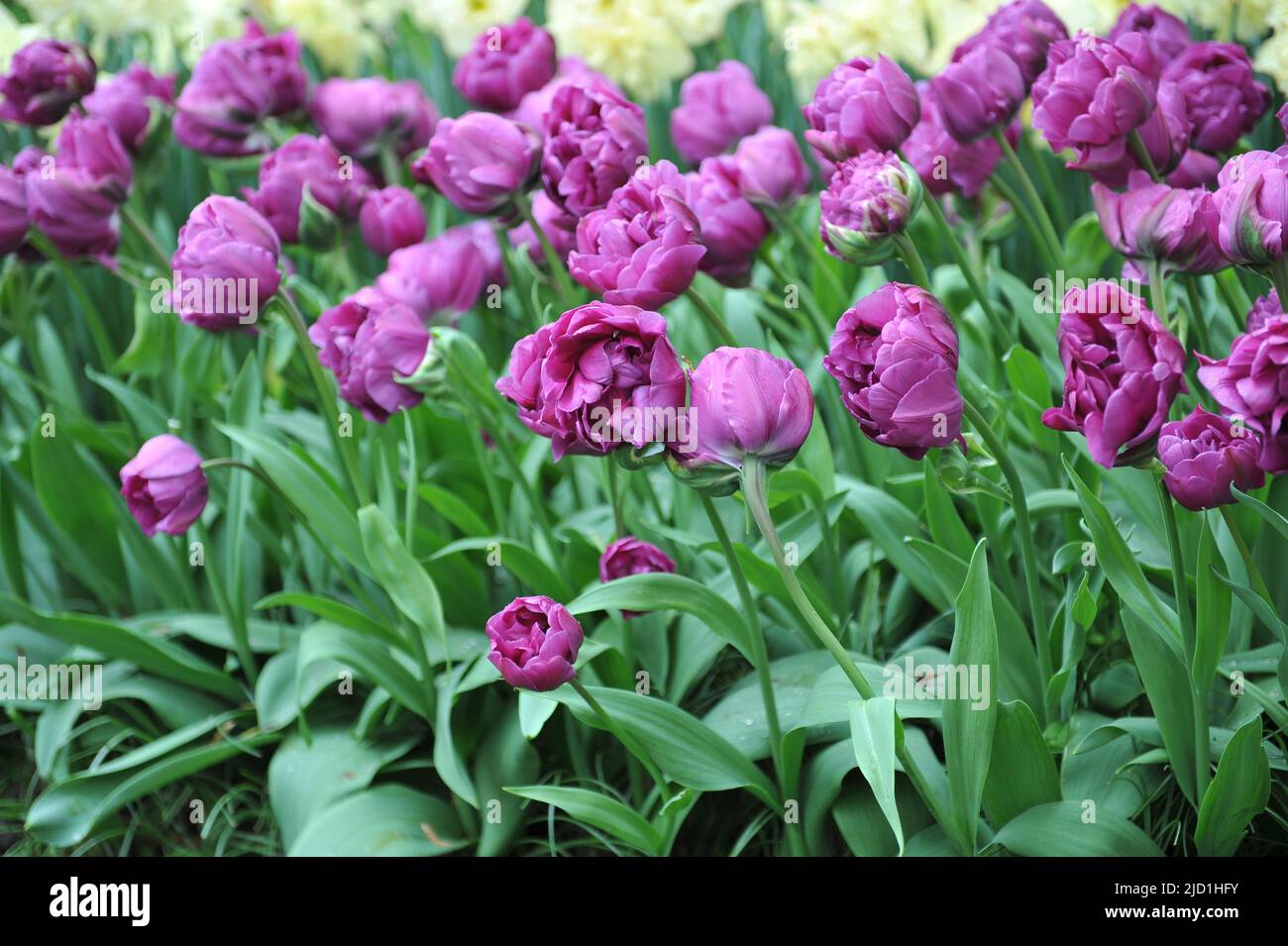 Do Double Tulips Come Back at Brenda Ferri blog