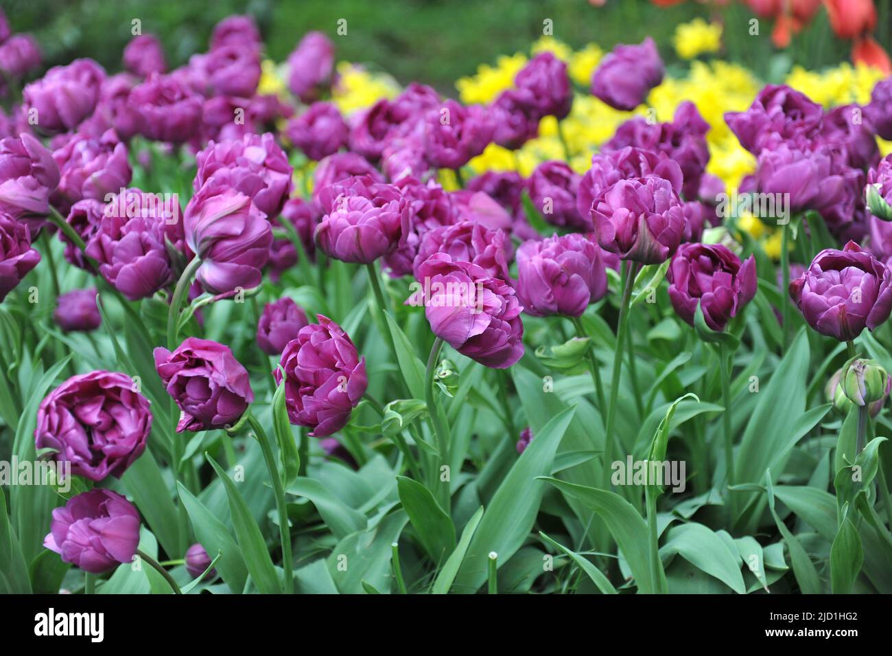 Purple Double Late tulips (Tulipa) Negrita Double bloom in a garden in ...