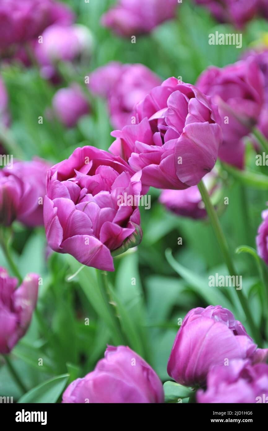 Purple Double Late tulips (Tulipa) Negrita Double bloom in a garden in ...