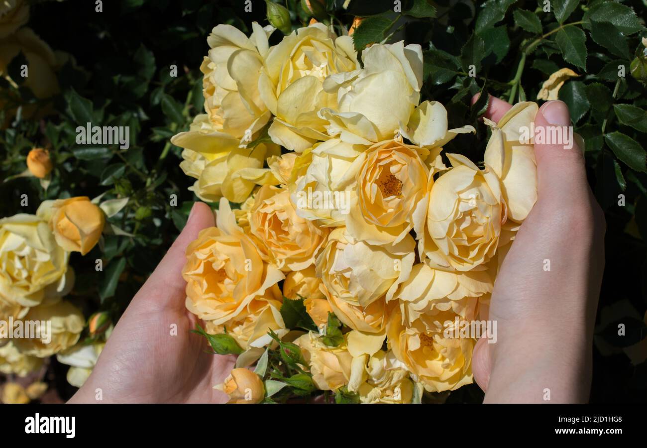 Beautiful fresh roses in hand Stock Photo - Alamy