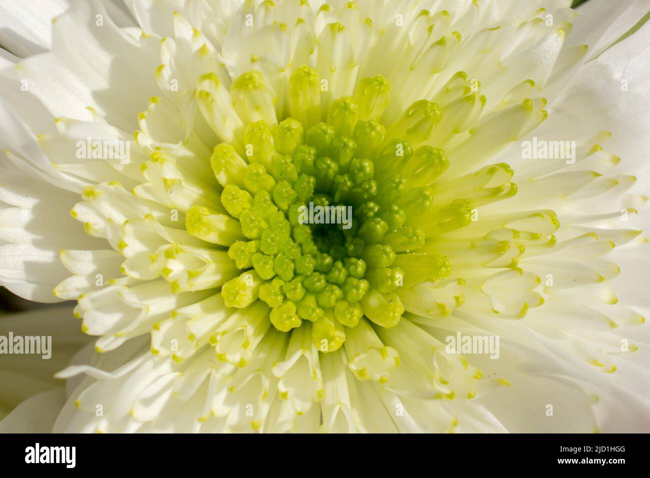 Beautiful colorful natural spring flowers in macro view Stock Photo - Alamy